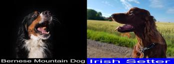 Are Irish Setter Noisy