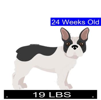 How Much Should French Bulldog Weigh At 6 Months