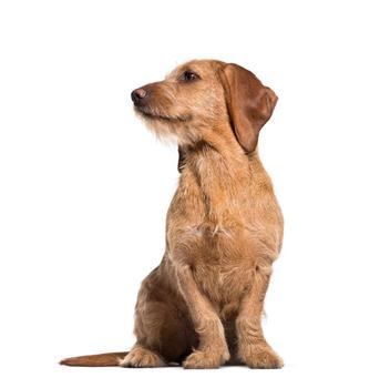 Does The Basset Fauve De Bretagne Grow Big
