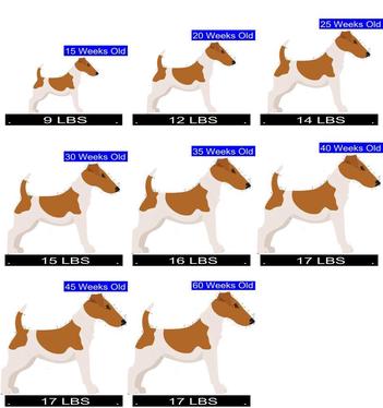 How Much Should A Fox Terrier Weight